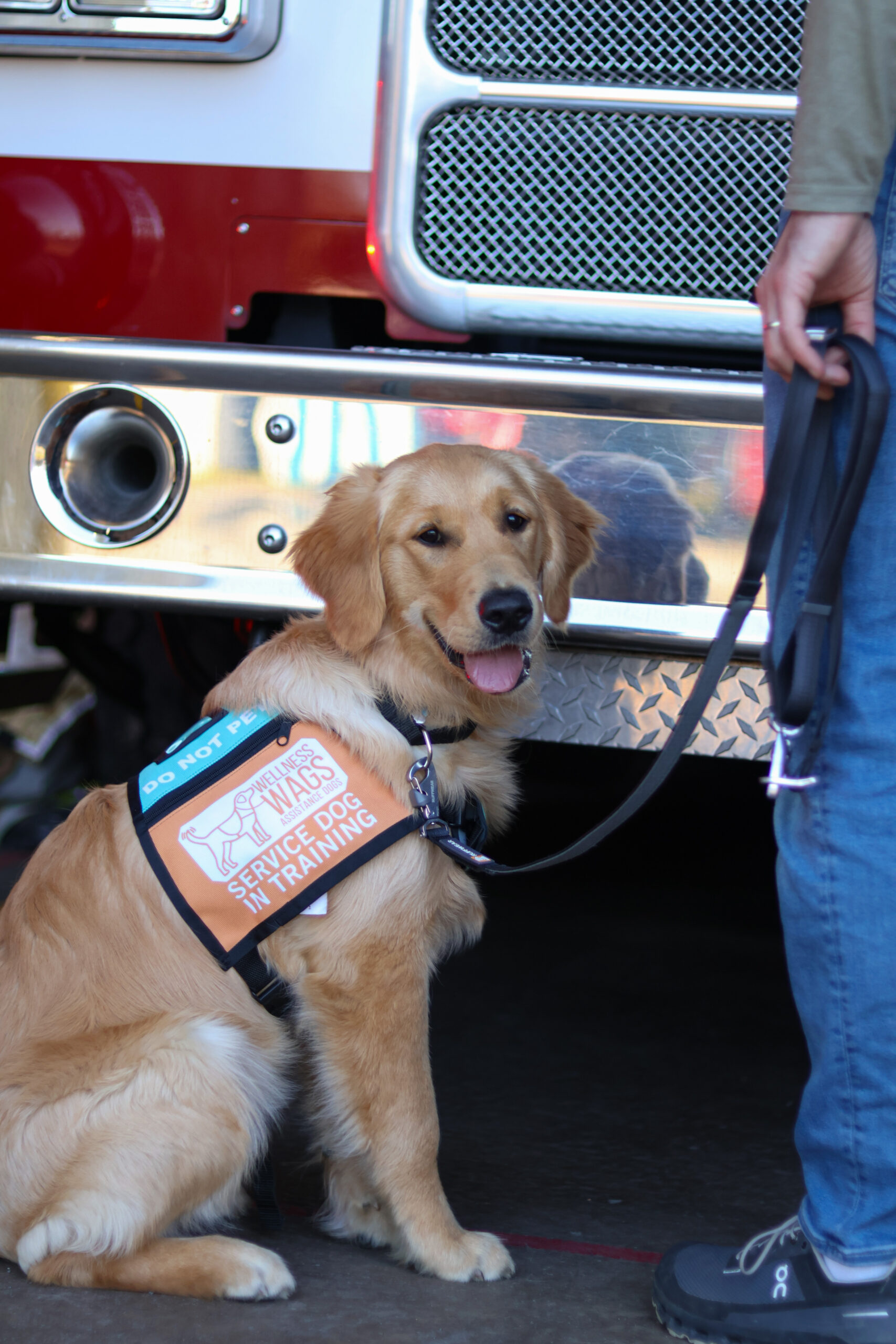 Wellness Wags Assistance Dogs