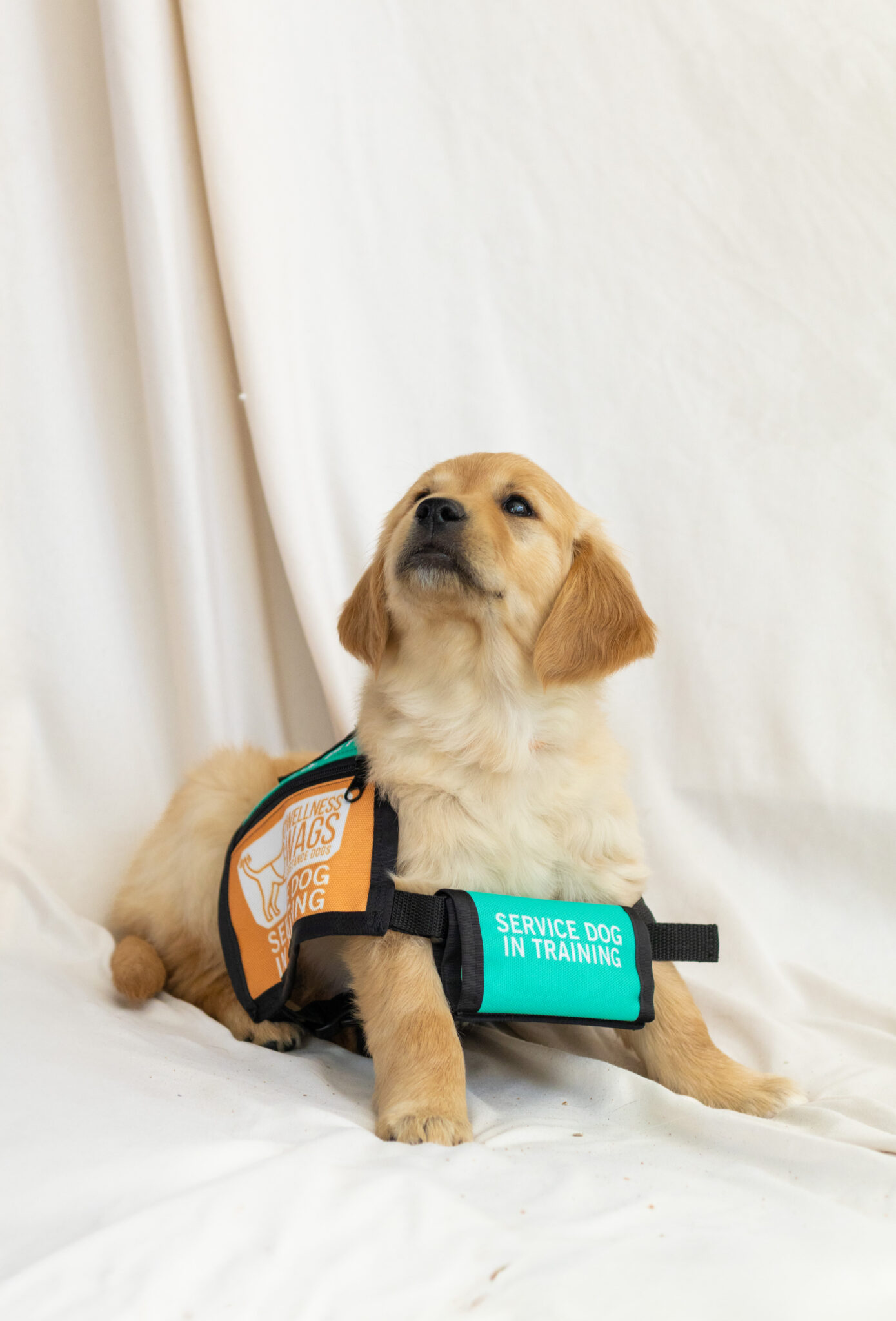 Contact Us – Wellness Wags Assistance Dogs
